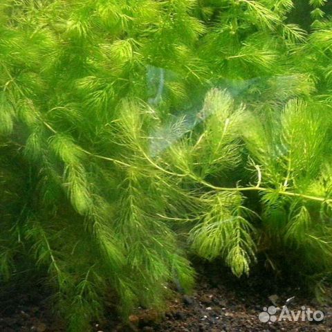 Водоросли елочка