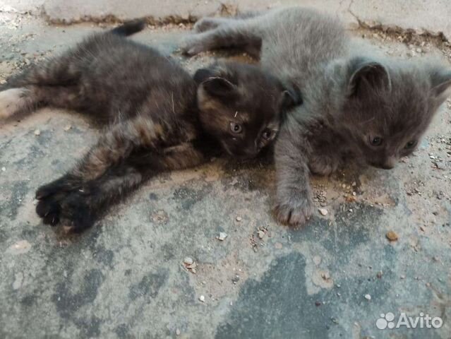 Кошка в дар бесплатно