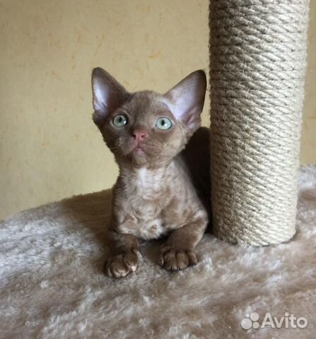Кошечка редкого окраса