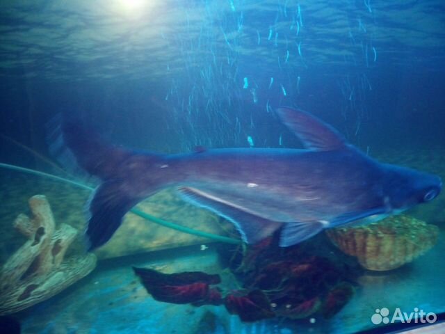 Рыбка Пангасиус