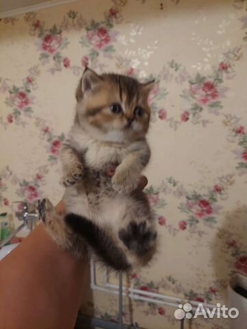 Британская кошка золотая шыншыла