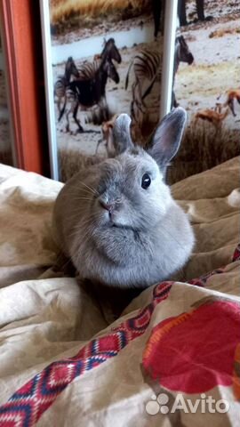Нидерландский карликовый кролик с клеткой