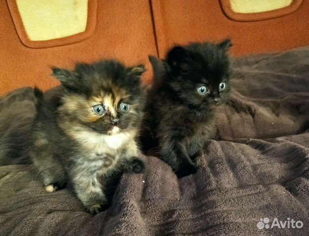 Котята в добрые руки бесплатно