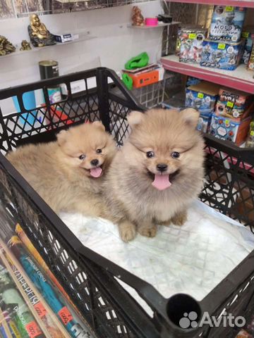 Продам щенков померанского шпица