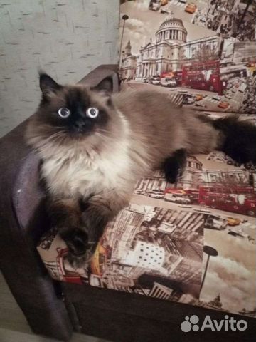 Смесь сиамская с майкуном