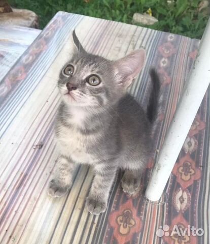 Серый Красавчик и мини Багира