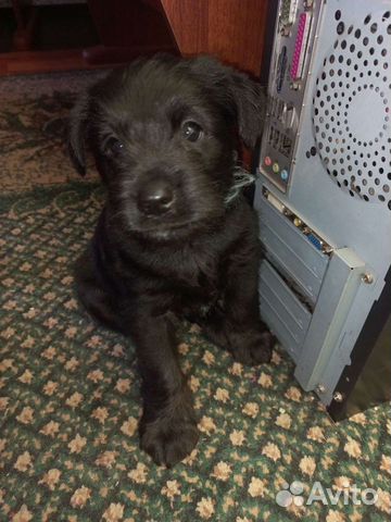 Маленькая собака