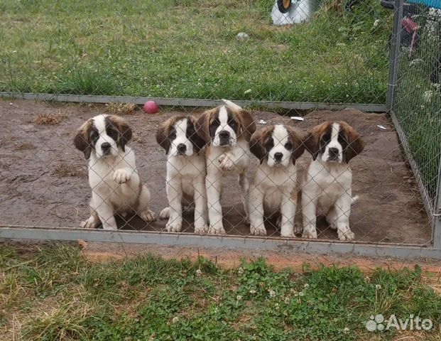 Детки сенбернара