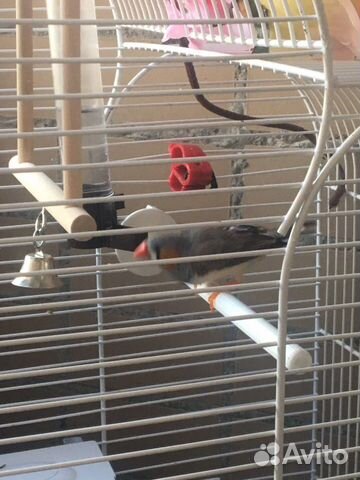 Зебровые амадины(два мальчика) + клетка