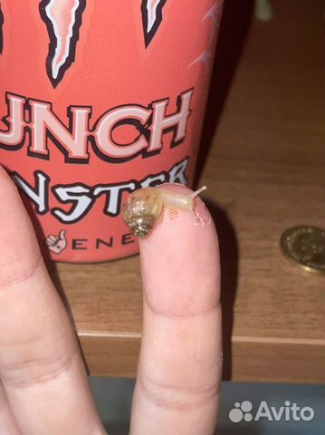 Улитки ахатины маленькие (2-3 недели)