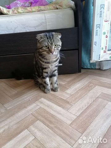 Вязка котов шотландских
