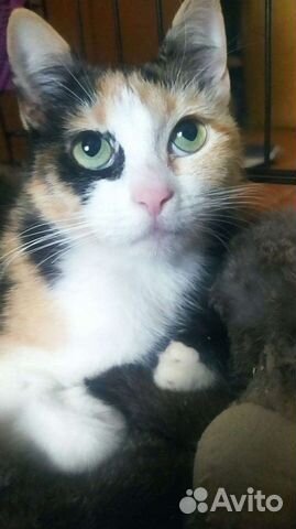 Молодая кошечка Катя