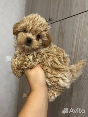 Мальтипу f1 мини мальчик