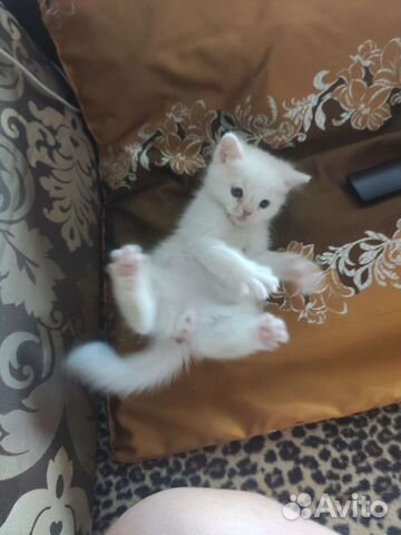 Красивый белый котенок