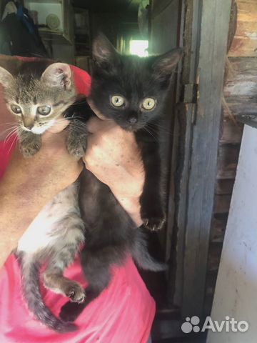 Котики в добрые руки