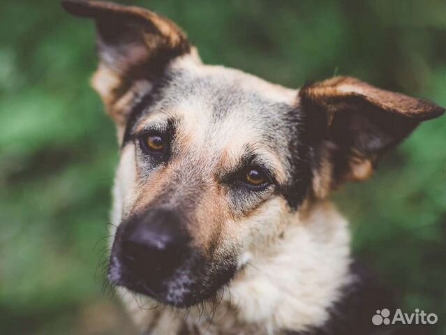 Собака, которой нет. Джессика