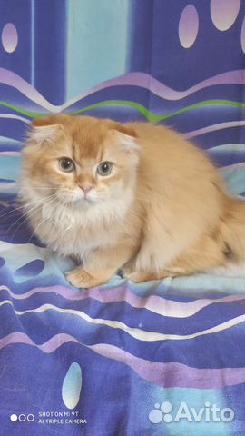 Шотландские вислоухие котята