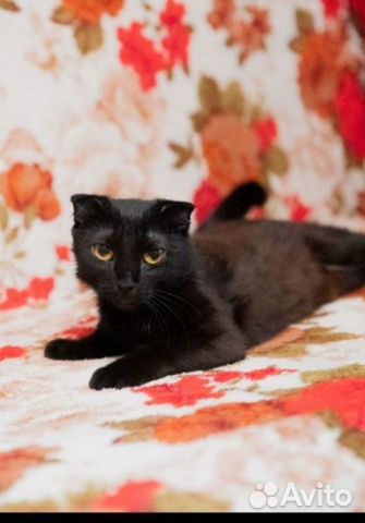 Кошка Мурка в добрые руки