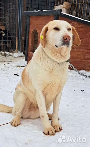 Лабрадор метис. Попал в отлов