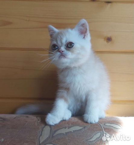 Котик экзотик