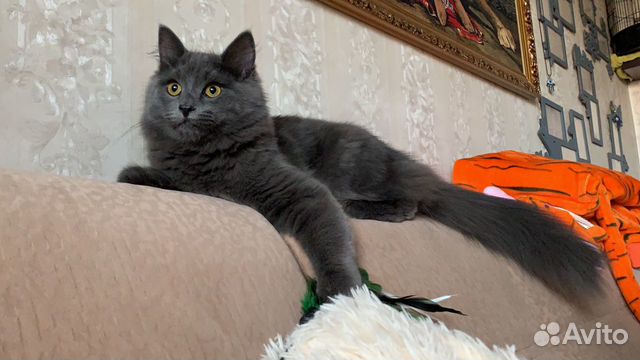 Кот на вязку, кошечку ищет