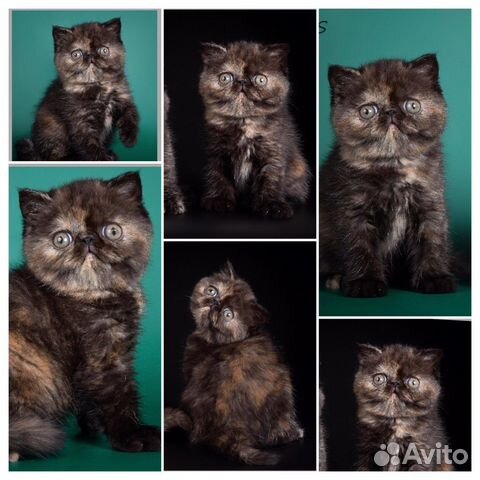 Персидская короткошерстная малышка