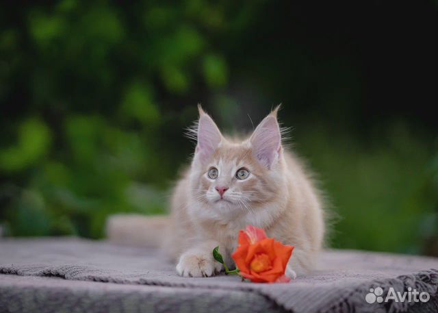 Норвежский лесной котик