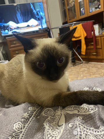 Вязка бесплатно