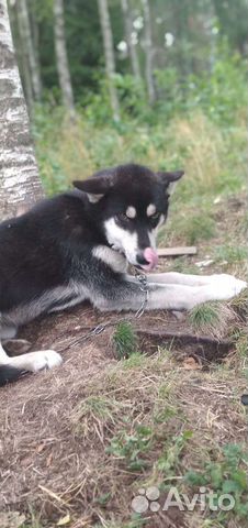 Восточно сибирская лайка