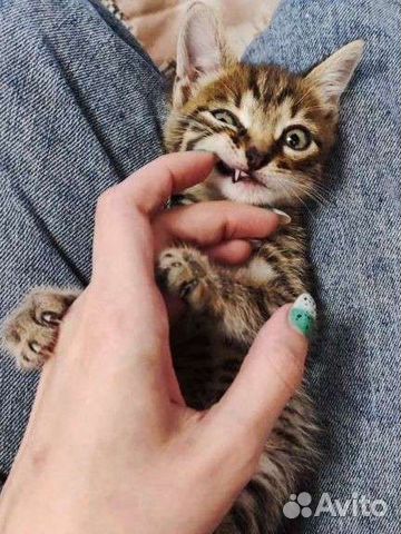 Котёнок-найденыш