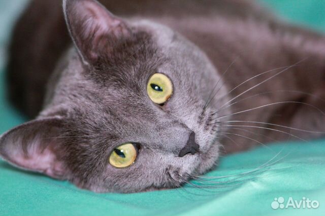 Кошка Мышка в добрые руки, 2 года