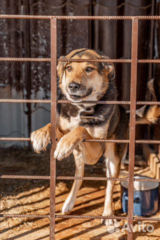 Собака Джем