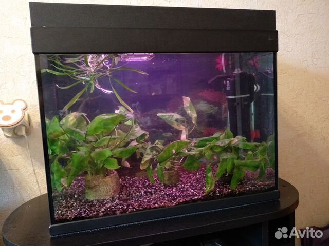 Аквариум 70л бу с наполнением