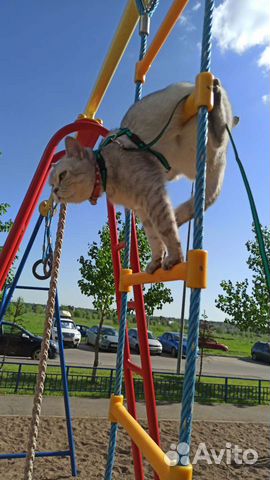 Продам кошку