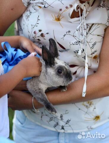 Кролик для фотографий