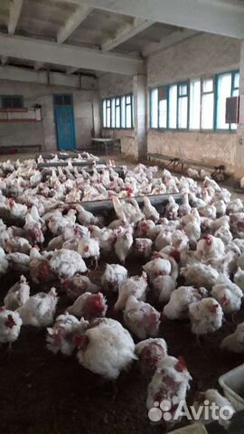 Куры бройлеры