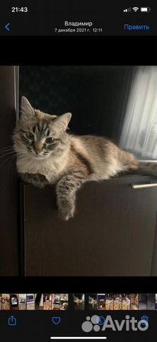 Сибирская