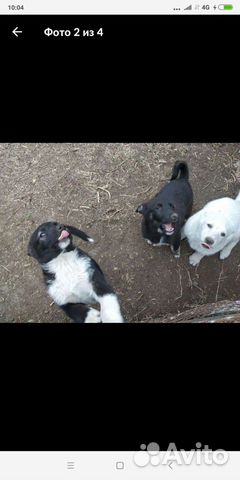 Восточно сибирская лайка