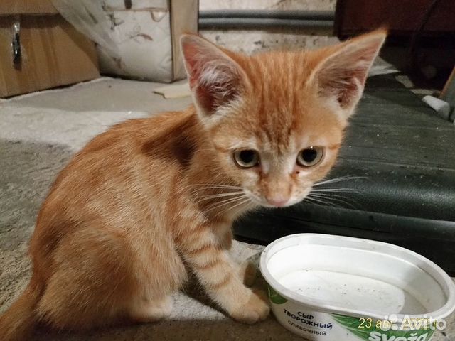 Жесть у трассы найден котенок