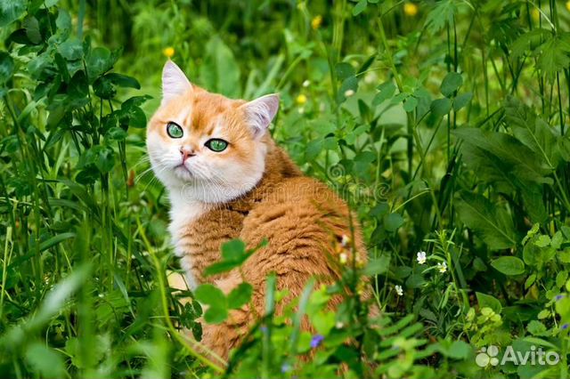 Котик золотой британский