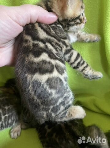 Малыши и взрослые производители