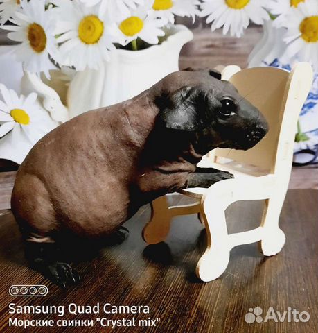 Морская свинка,порода болдуин