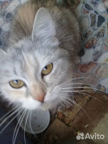 Кошки породистые бесплатно