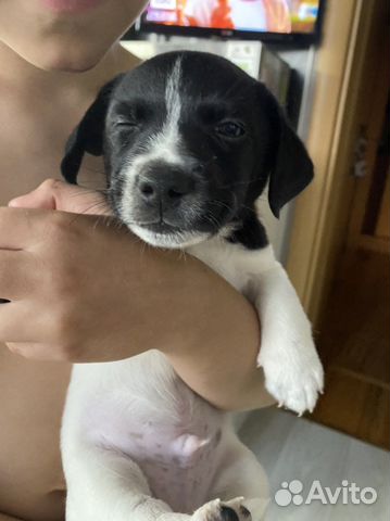 Щенки джек рассел терьер