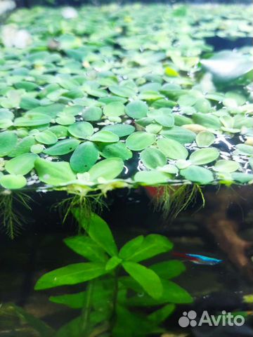 Верхоплавка пистия