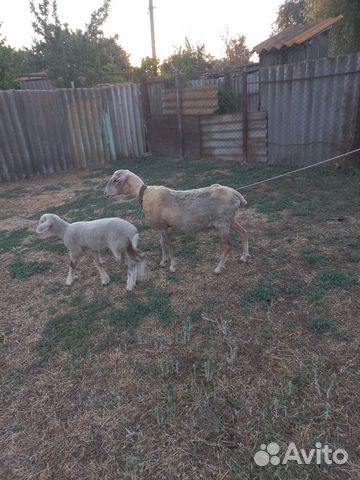 Продам овцу с ягненком