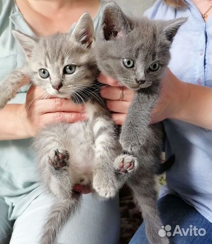 Котята в заботливые руки