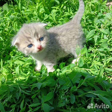 Шотландская вислоухая (метис) в добрые руки