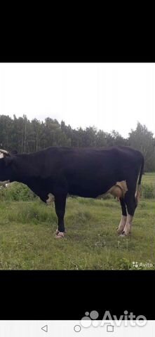 Продам корову