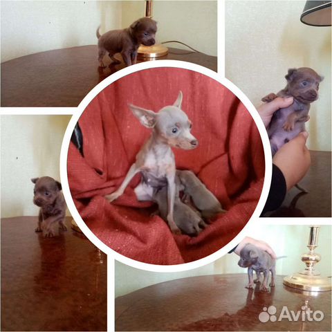 Той-терьер лиловая